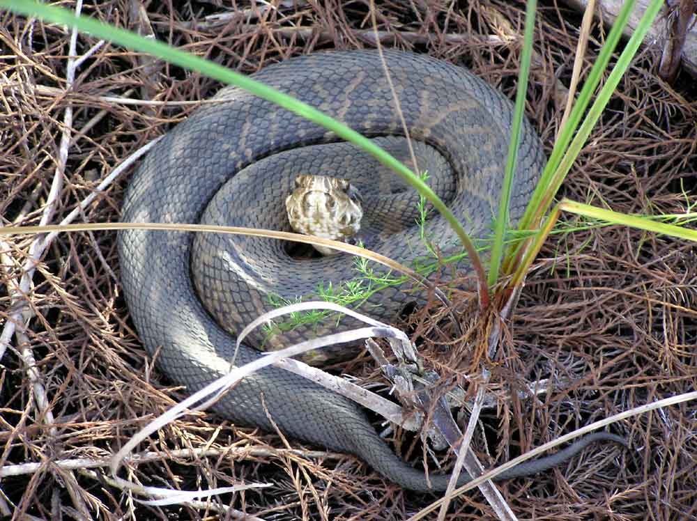 Animals of the Big Cypress Swamp
