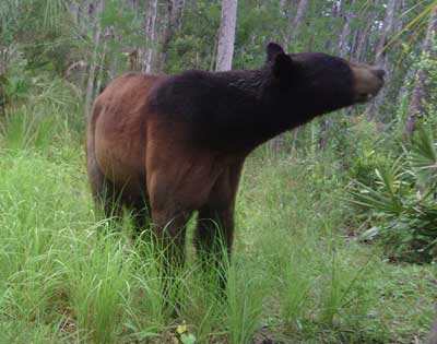 Big Cypress Swamp Black Bears