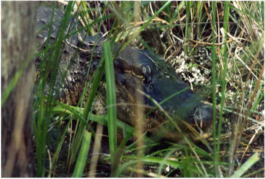 Swamp Animals Pictures